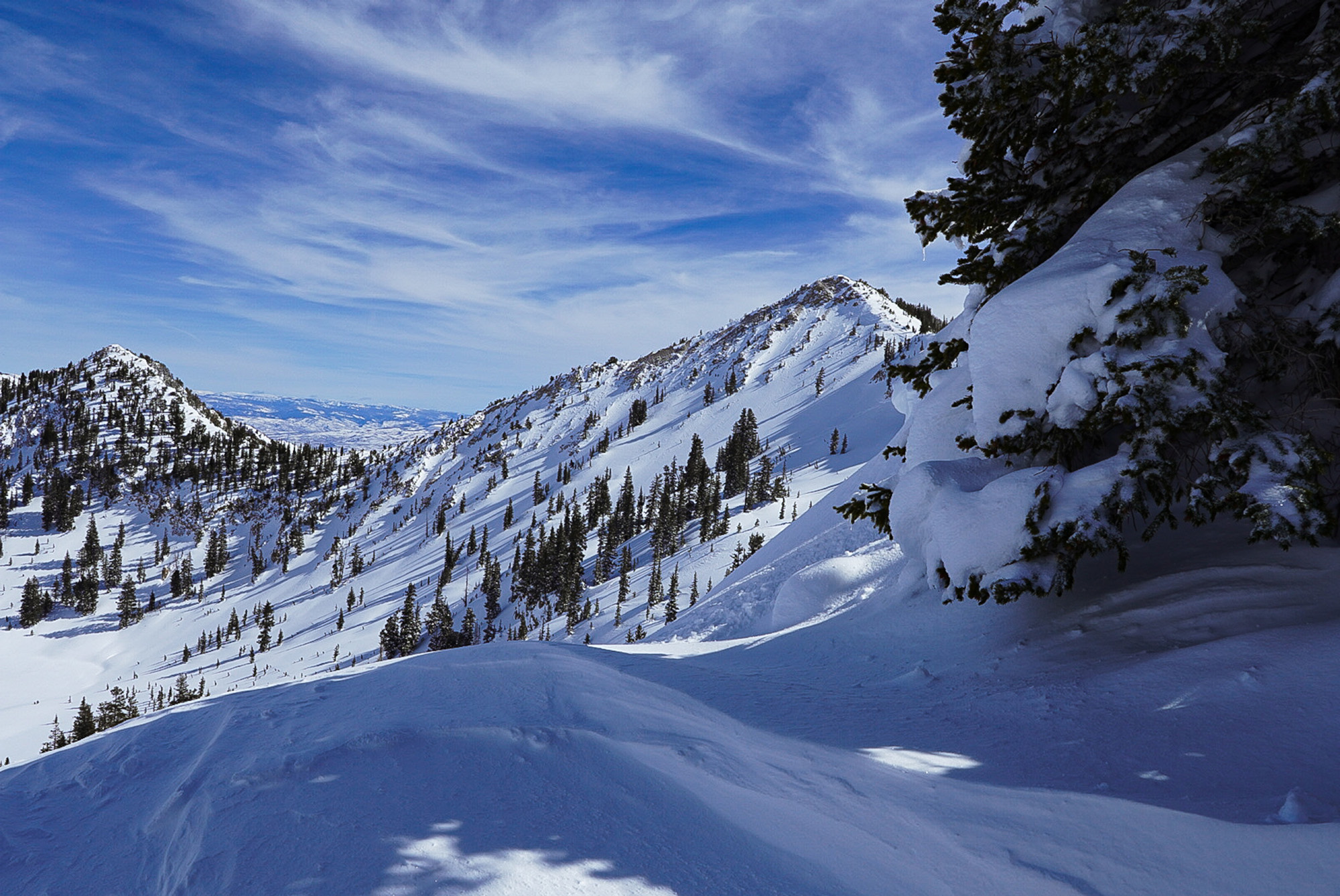 Birding on Skis | Snowpine Lodge